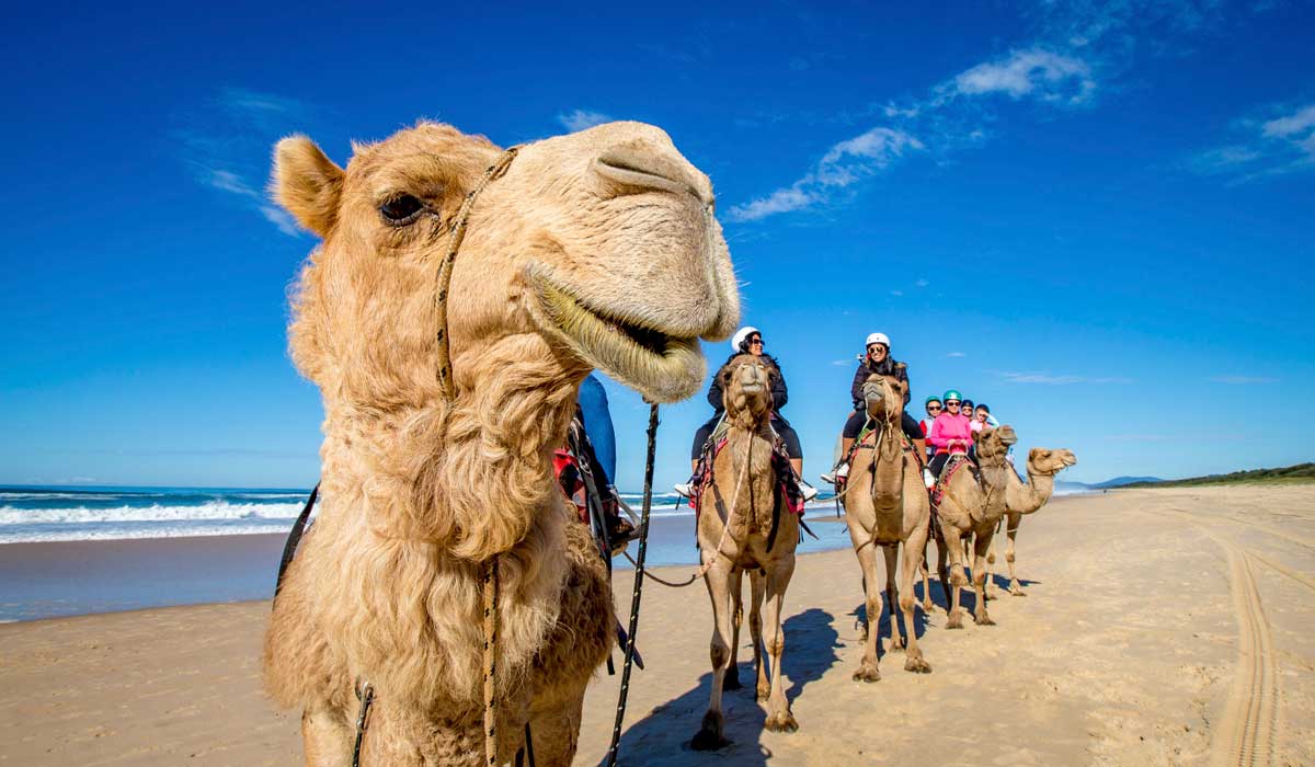 Camel rides, Port Macquarie: Lighthouse Beach camel tour cost & times